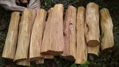 Brown Round Sandal Wood Timber, For Furniture, Thickness: 10 mm at best ...