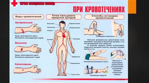 Кровеносная система - презентация онлайн