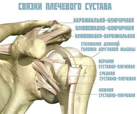 Плечевой сустав: анатомия, строение, мышцы и связки плеча