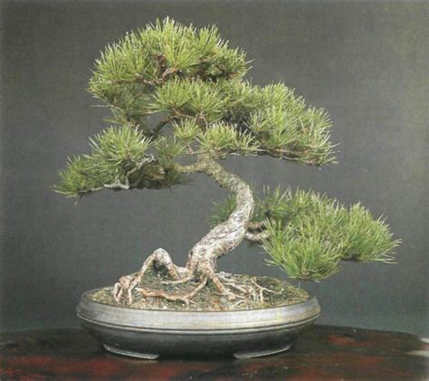 Bonsai