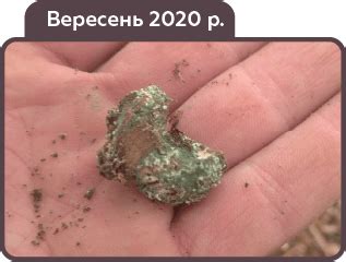 МЕТАВАЙТ - захист рослин від ґрунтових шкідників