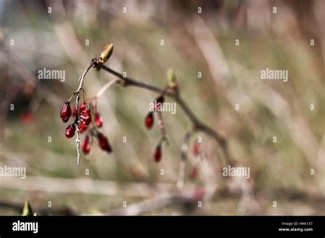 berry barberry at sunset Stock Photo - Alamy