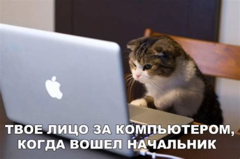 Прикольные прихватки