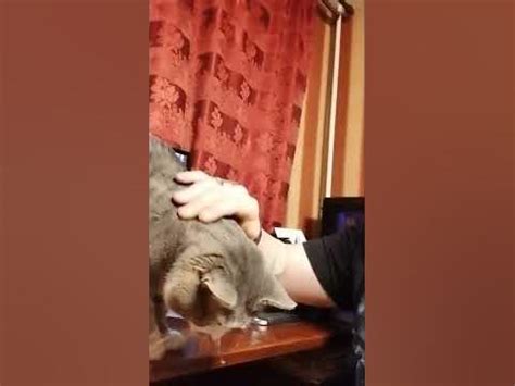 "Кто там котиков не любит?"(с)😍😻👍 - YouTube