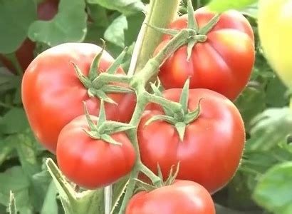 Томат Бабушкино лукошко: характеристика и описание сорта с фото, видео ...
