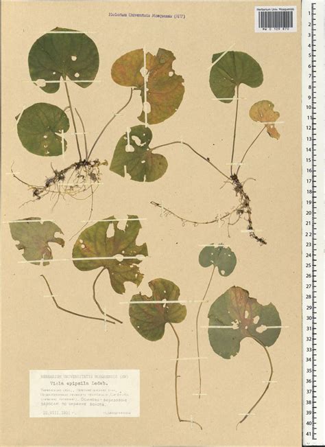 MW0109870, Viola epipsila (Фиалка лысая), specimen