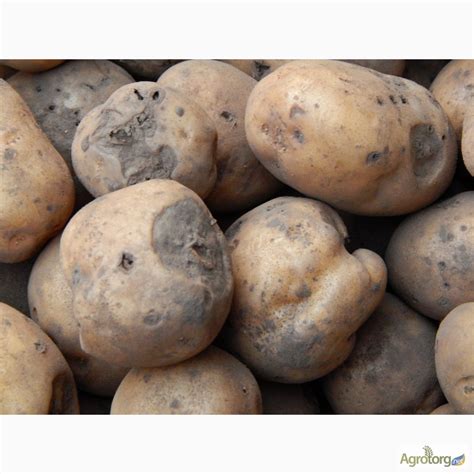 Продам посадочную картошку, Херсонская обл., Картофель — Agrotorg