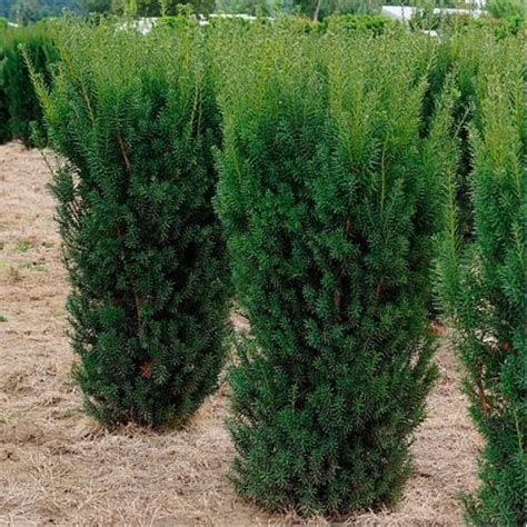 Тис средний Хилли / Taxus media Hillii
