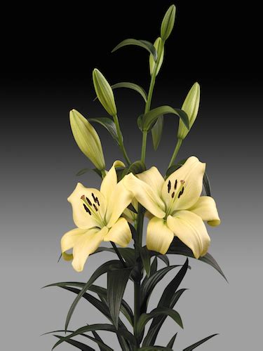 Trebbiano Longiflorum Asiatic Lily from the Gold Medal winning Harts ...