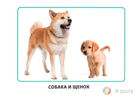 Мамы и дети. Карточки