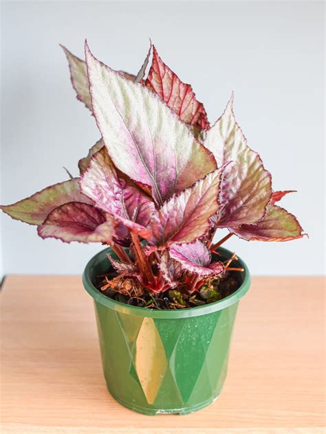 Begonia Maori Haze – The Plant Boys