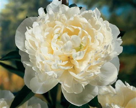 Пион энн казенс (paeonia ann cousins)
