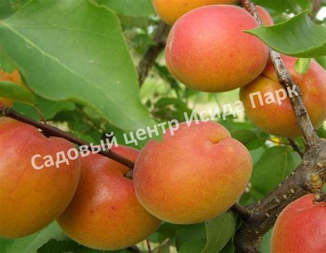 Абрикос Нью-Джерси саженцы купить в Москве и Подмосковье в питомнике