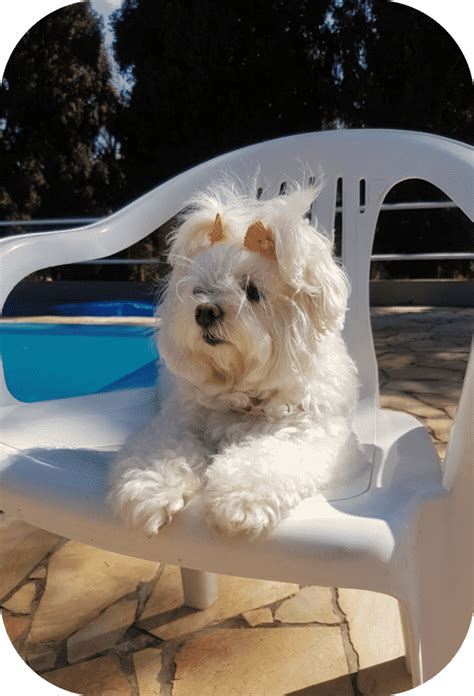 Benefits Of Vitamin D In Dogs