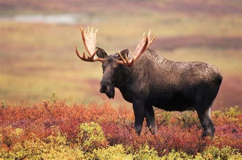 Moose Safety Tips: What to Do if You Encounter a Moose - Outdoors with ...