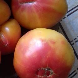 Томат Вифлеемский огонь: описание сорта, отзывы, фото | tomatland.ru