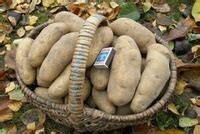 Сорт картошки дрова фото: описание сорта картофеля, отзывы о вкусовых ...
