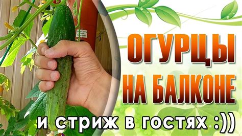 Огурцы на балконе - YouTube