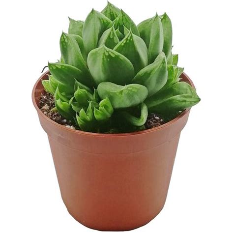 Суккулент Хавортия Цимбиформис - купить по низкой цене | EnjoyPlants 🌷 ...