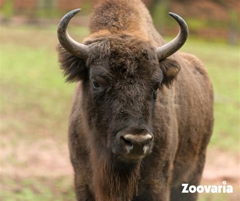De Europese bizon / Blogs | Zoovaria