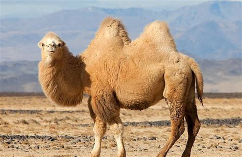 Новости, события на ANIMALWORLD.com.ua