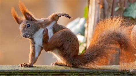 Warum das Eichhörnchen einen so buschigen Schwanz hat - [GEO]