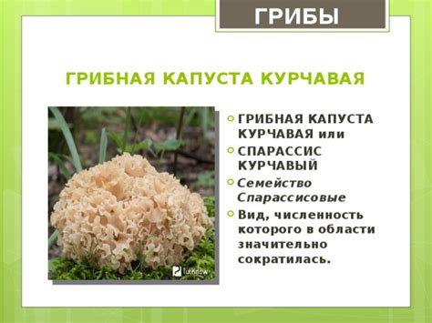 Проект "Красная книга Калининградской области"