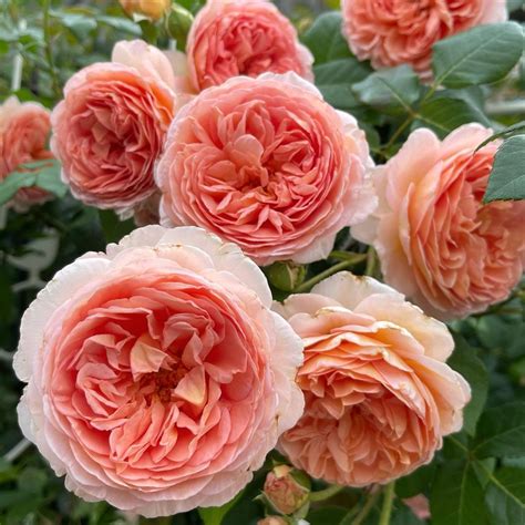 Роза Абрахам Дерби (Abraham Darby) – Растения 26