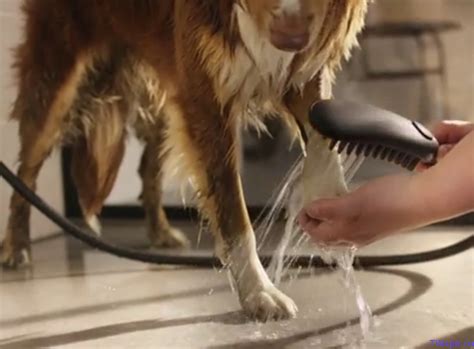 Чёрная душевая лейка для собак, Hansgrohe DogShower 26640670 — T-WAY