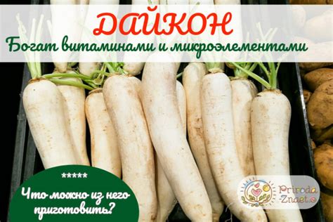 Дайкон – полезные свойства и противопоказания «японской редьки»