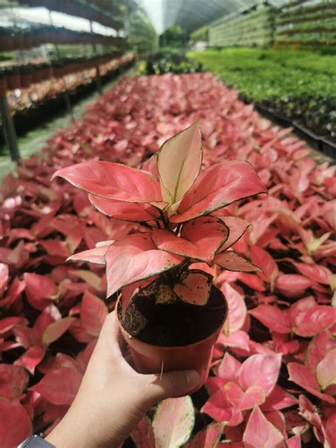 Aglaonema Auspicious "Red" - HORTREX