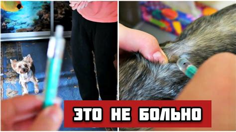 Капли от клещей для Дези! - YouTube