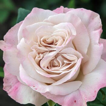 Питомник Евгения Коноплева