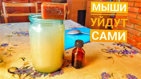 Как избавиться от Мышей! Мне помог этот самодельный раствор. - YouTube