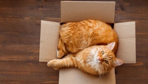 Cats In Boxes