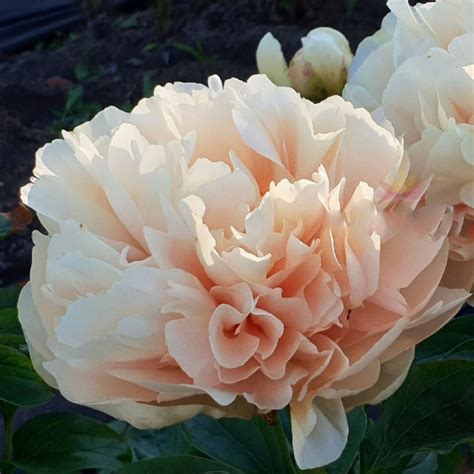 Peonija 'Pastelegance' | Peony.lv