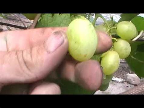 Сорт винограда "Солнечные капли" - сезон 2019 # Grape variety ...
