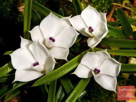 Дендробиум шильценосный (Dendrobium subuliferum) — описание ...