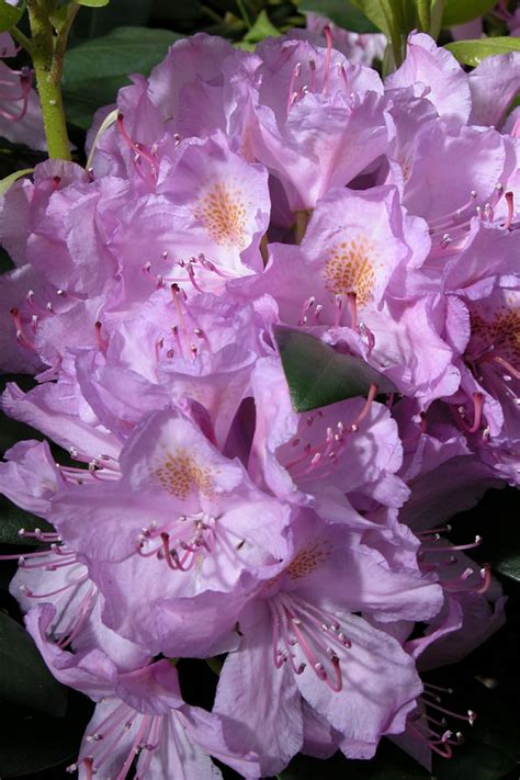 Рододендрон Catawbiense Grandiflorum