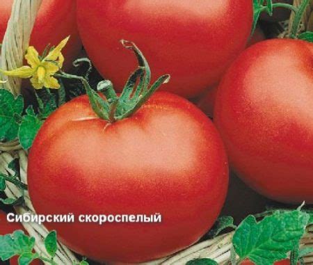 Томат «Сибирский скороспелый»: характеристика и описание