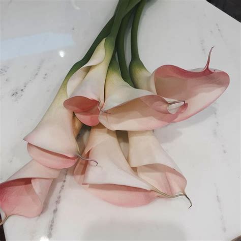 some pink flowers on a white marble table