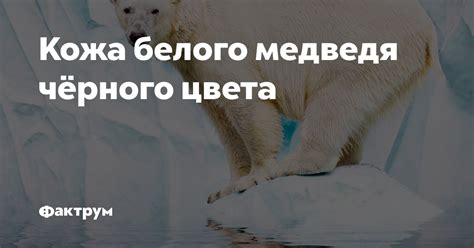 Кожа белого медведя чёрного цвета