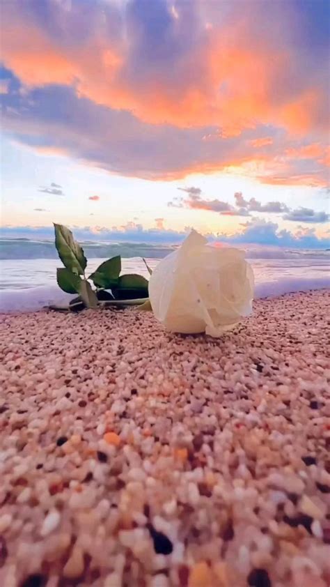 лето, музыка , море, роза, эстетика | Beautiful ocean pictures ...