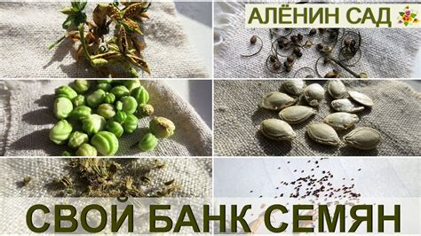 СВОЙ банк семян. Сортовые свойства семян и типы опыления растений - YouTube