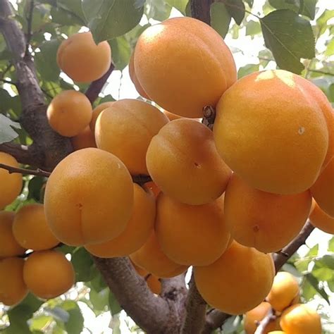 Купить Абрикос Сандроп Цена, фото, описание, отзывы. Курьерская ...