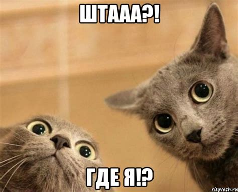 Штааа?! Где я!?, Мем ШТА - Рисовач .Ру