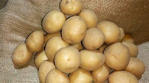 Картофель Ривьера: описание сорта, фото, отзывы о вкусовых качествах и ...