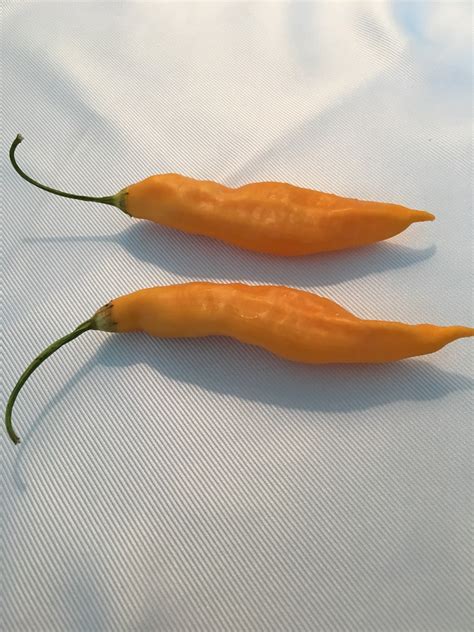 KCDGARDEN | Aji Mango
