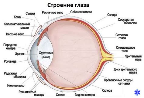 Травма глаза: симптомы, первая помощь, лечение, последствия