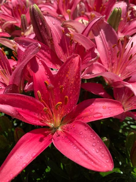 Mini Lilies